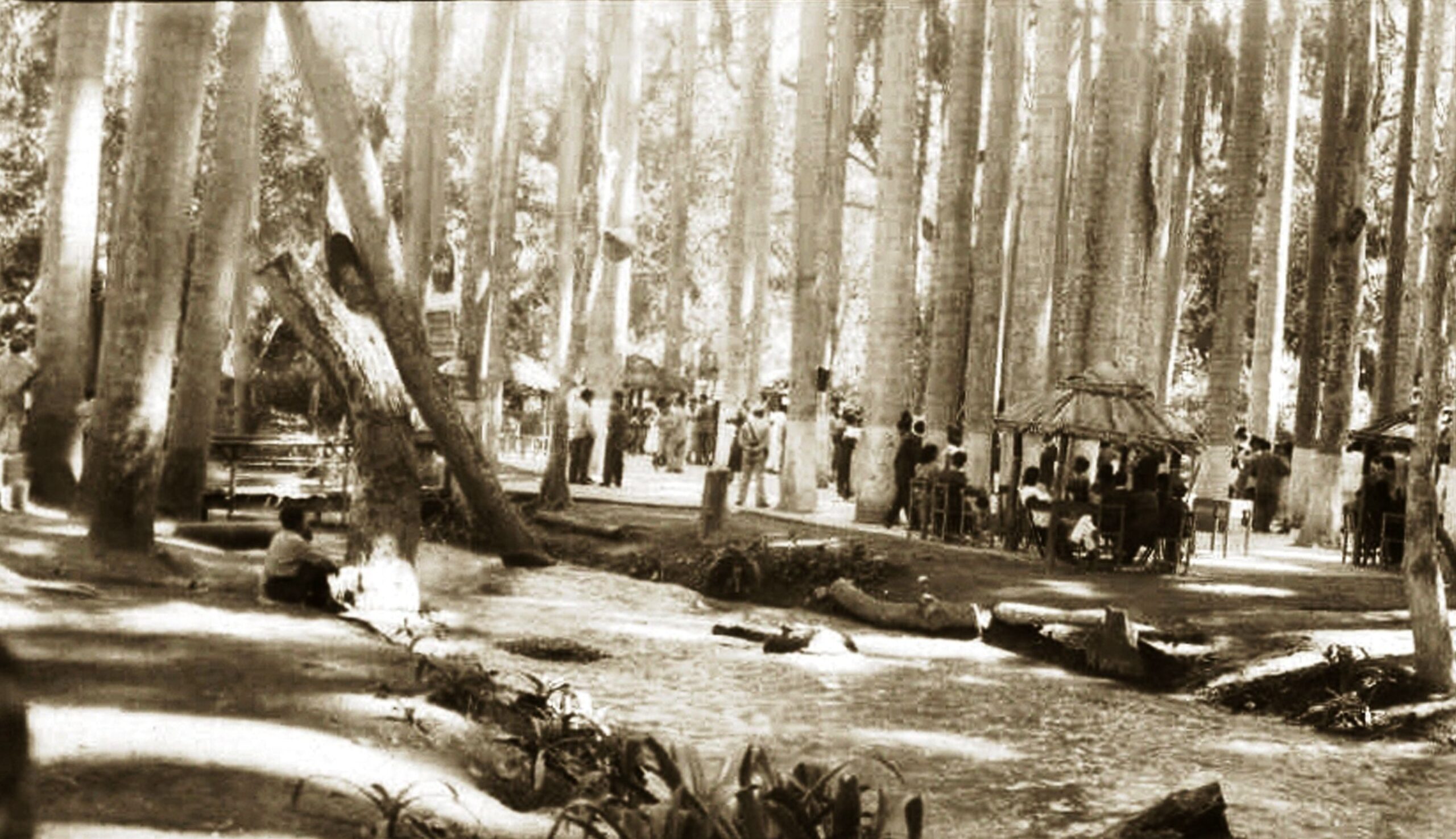 ¡Mira esta increíble piscina escondida en un bosque!